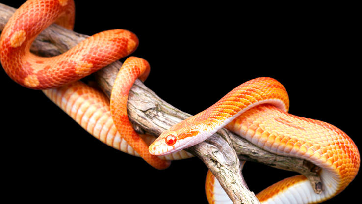 Alle News zum Thema Schlangen | RTLNEXT.de